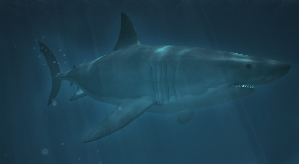 Rechinii - Animație 3D - Predare și învățare Digitală Mozaik