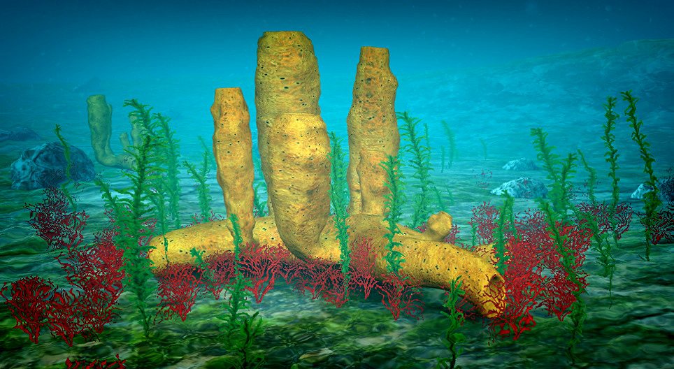 Spongierii - Animație 3D - Predare și învățare Digitală Mozaik