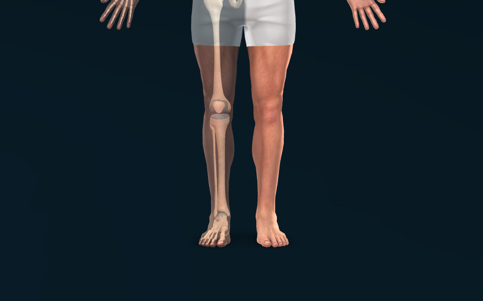 Planuri, axe și direcții de orientare în corpul uman - Animație 3D ...