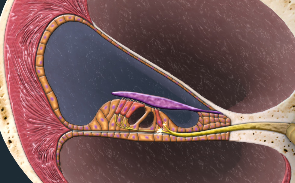 Urechea și mecanismul auzului - Animație 3D - Predare și învățare ...