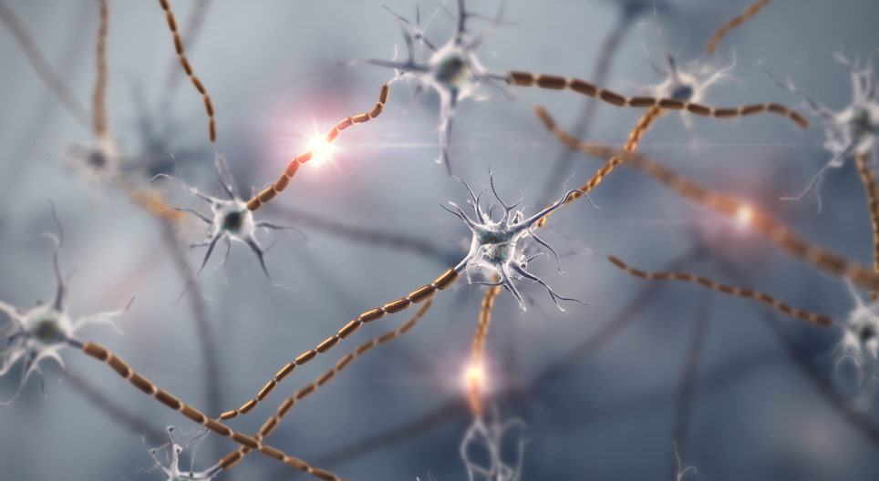 Neuronii și țesutul nervos - Animație 3D - Predare și învățare Digitală ...