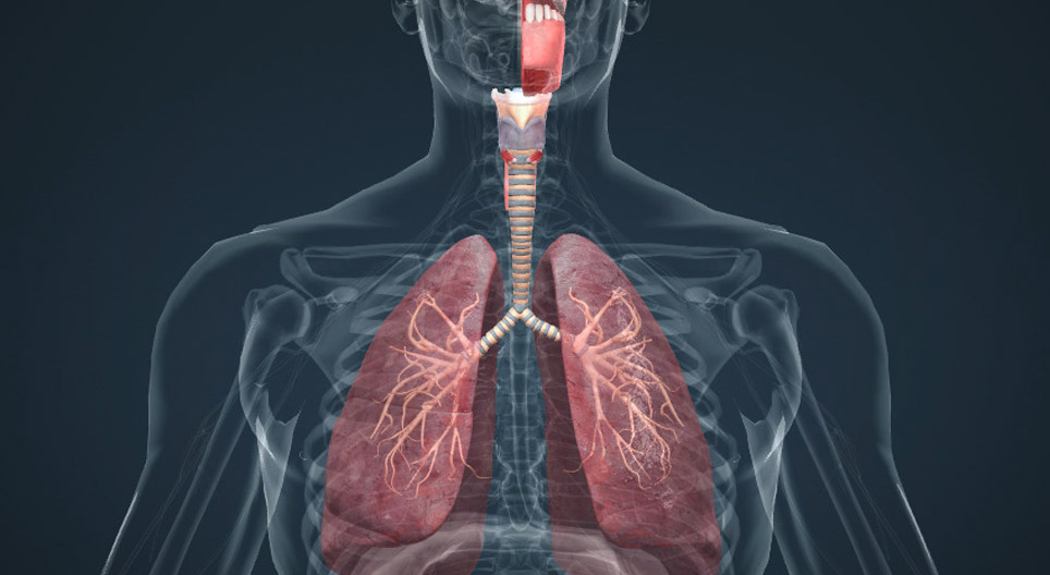 Sistemul respirator - Animație 3D - Predare și învățare Digitală Mozaik