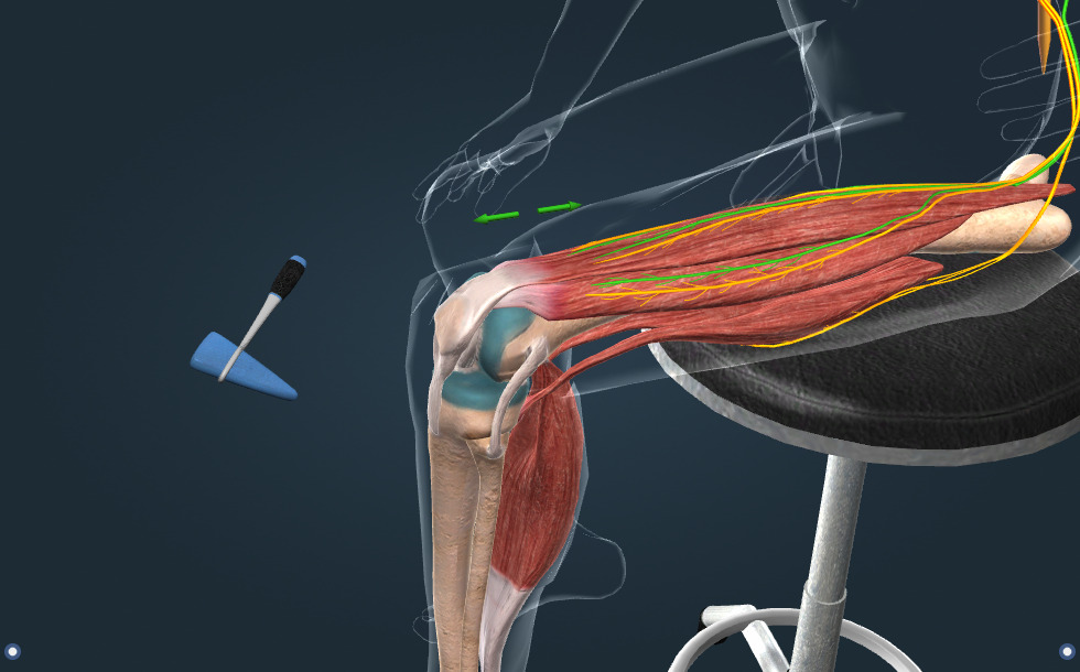 Reflexul rotulian - Animație 3D - Predare și învățare Digitală Mozaik