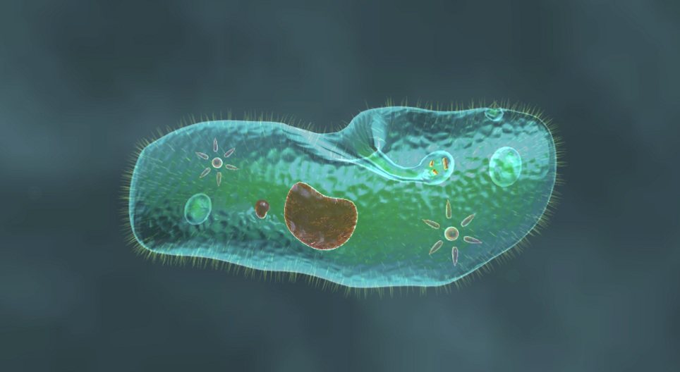 Eugléna zelená (Euglena viridis) - 3D-model - Mozaik Digitálne Vyučovanie