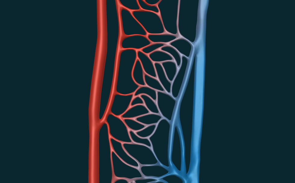 Krvné cievy - 3D-model - Mozaik digitálne vyučovanie a štúdium