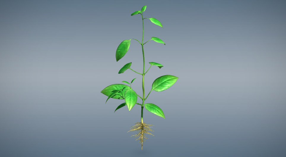 Vegetatívne orgány rastlín - 3D-model - Mozaik digitálne vyučovanie a ...