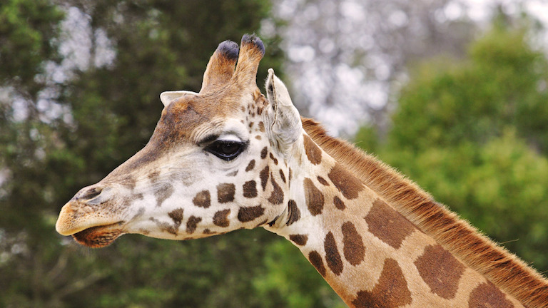 Zvieratá žijúce v savane - video - Mozaik Digitálne Vyučovanie