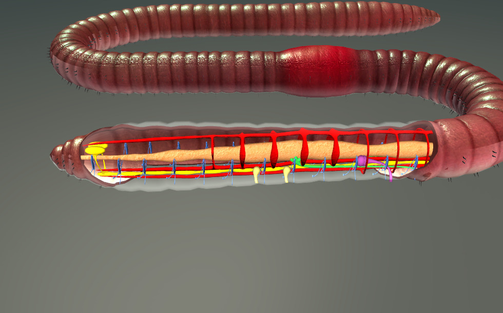 Navadni deževnik - 3D-animacija - Digitalno poučevanje in učenje Mozaik