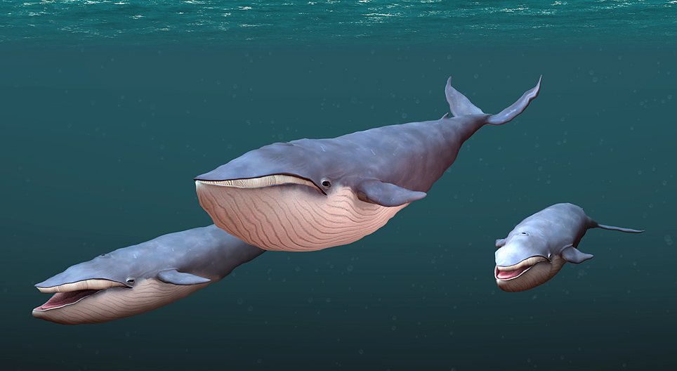 Sinji kit - 3D-animacija - Digitalno poučevanje in učenje Mozaik