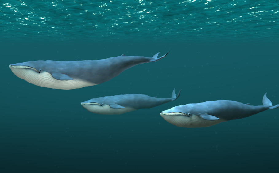 Sinji kit - 3D-animacija - Digitalno poučevanje in učenje Mozaik