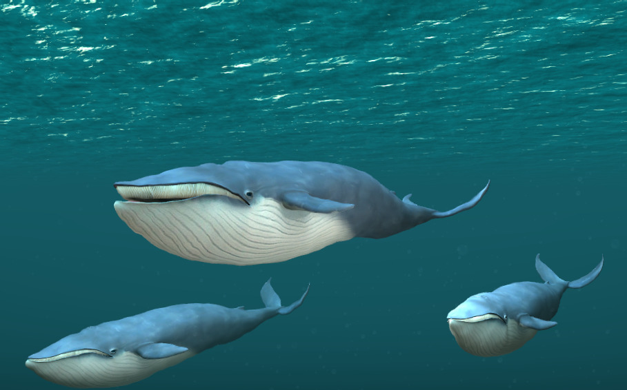 Sinji kit - 3D-animacija - Digitalno poučevanje in učenje Mozaik