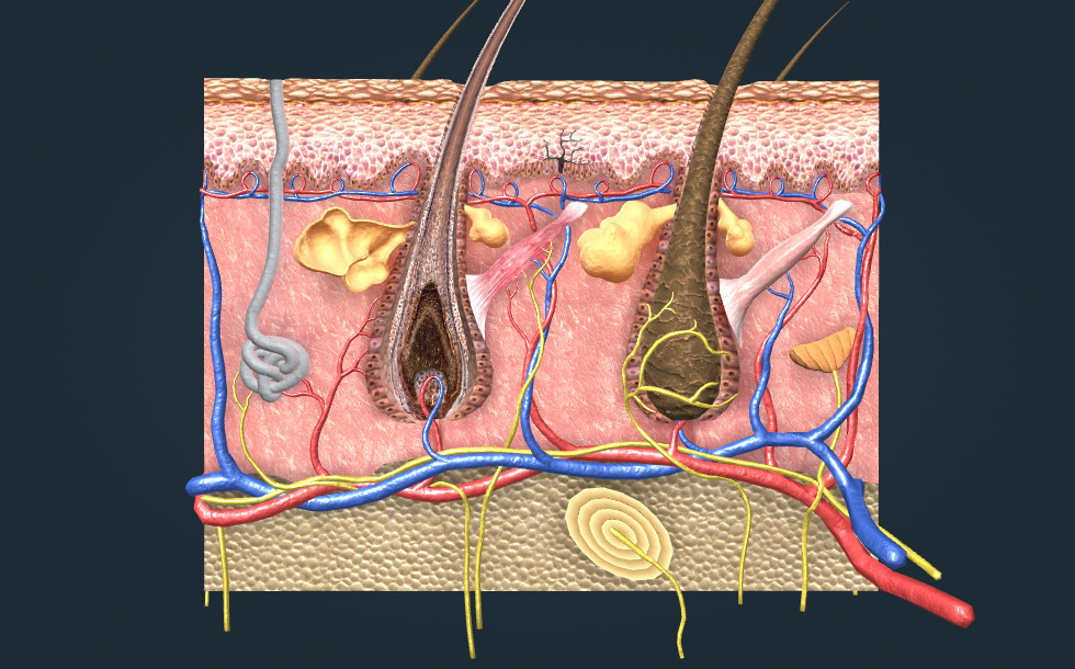 Rjavenje kože, kožni rak - 3D-animacija - Digitalno poučevanje in ...