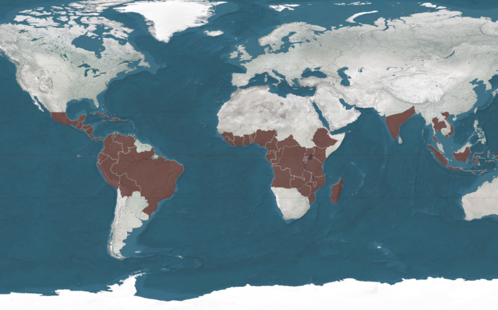 Kavovec - 3D-animacija - Digitalno poučevanje in učenje Mozaik