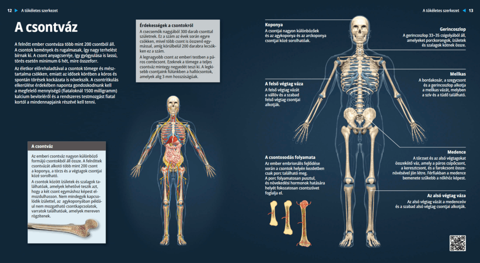 The Skeleton - Digitalni nastavni materijal - Mozaik digitalno ...