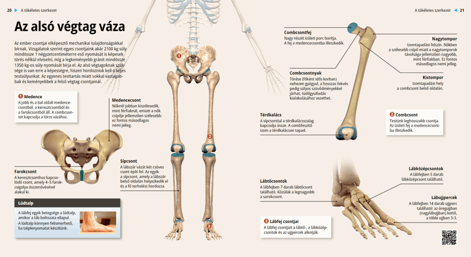 Bones of the Lower Limbs - Digitalni nastavni materijal - Mozaik ...