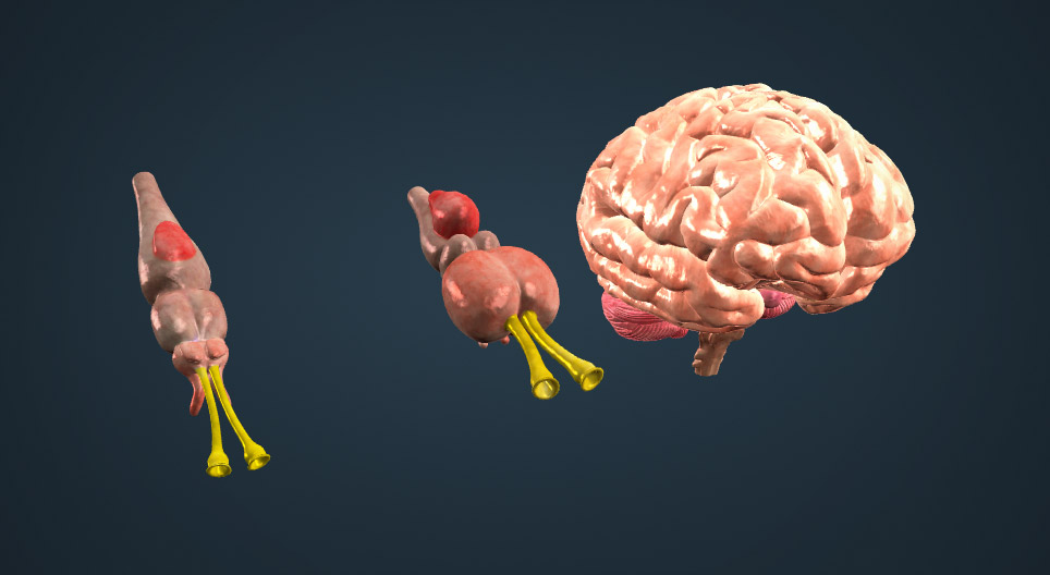 Vertebrate brain evolution - 3D model - Mozaik digitalno obrazovanje i ...