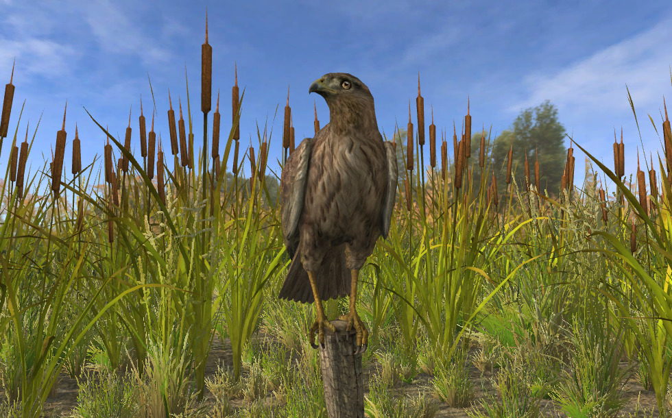 Eja močvarica - 3D model - Mozaik digitalno obrazovanje i učenje