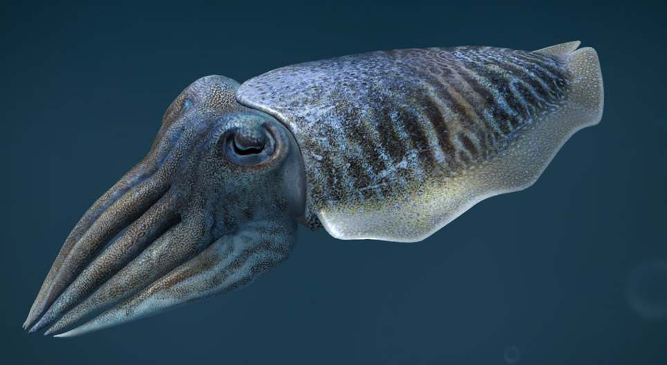 Common cuttlefish - 3D model - Mozaik digitalno obrazovanje i učenje
