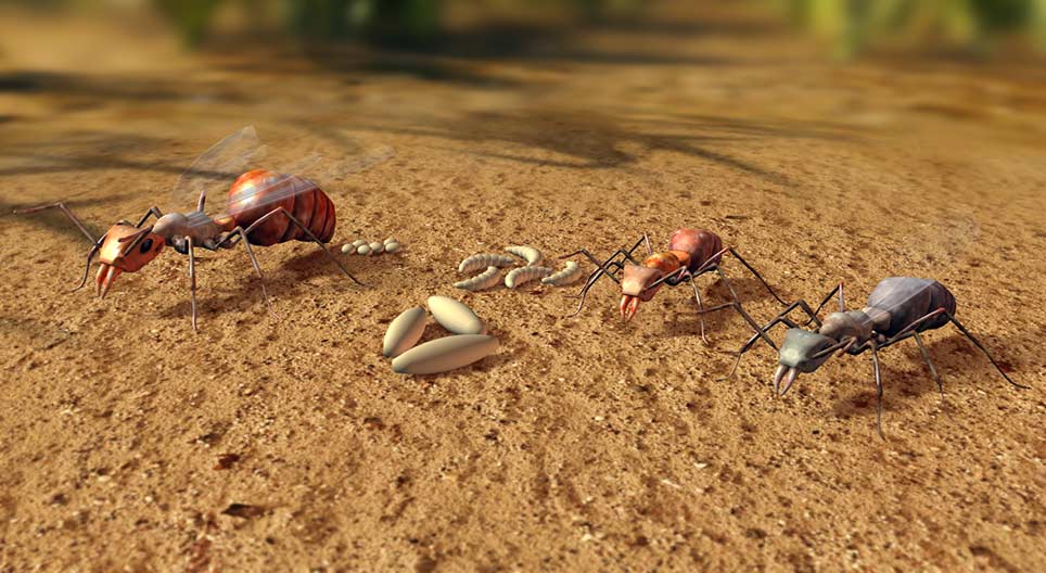 Diversity of light-detecting organs - 3D model - Mozaik digitalno ...