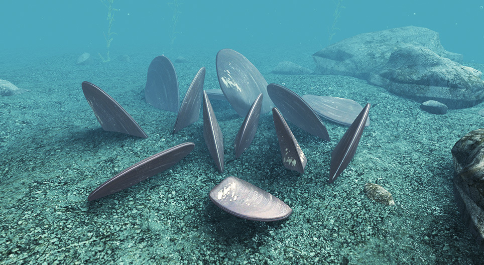 Evropska rečna bisernica - 3D model - Mozaik digitalno obrazovanje i učenje