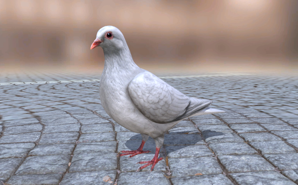 Tipovi ptičjih pera - 3D model - Mozaik digitalno obrazovanje i učenje
