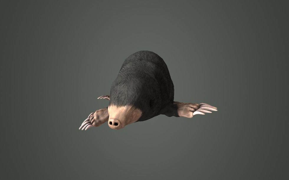 European mole - 3D model - Mozaik digitalno obrazovanje i učenje