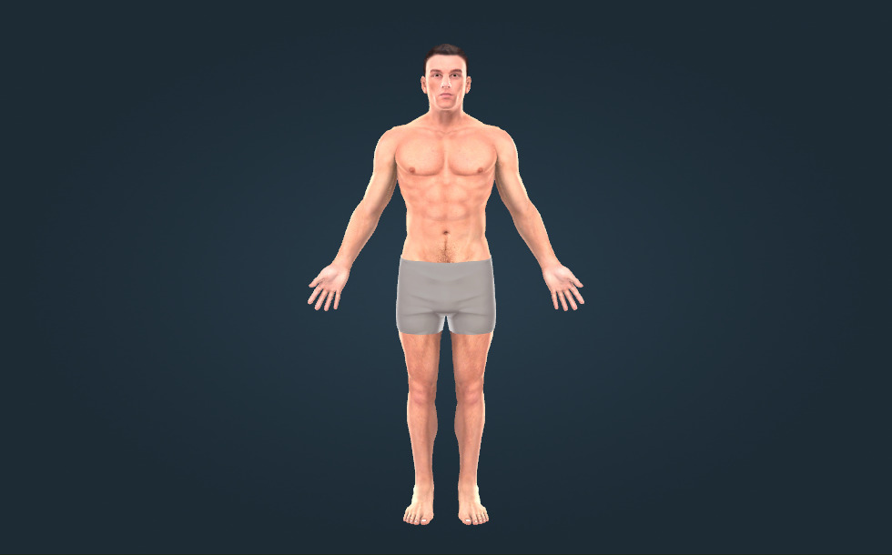Human body (male) - 3D model - Mozaik digitalno obrazovanje i učenje