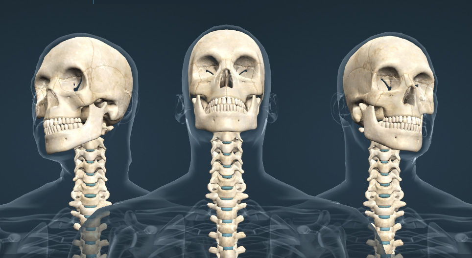 Movements of the head - 3D model - Mozaik digitalno obrazovanje i učenje