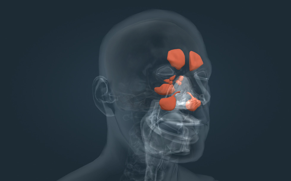 Respiratorni sistem - 3D model - Mozaik digitalno obrazovanje i učenje