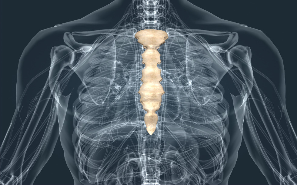 Kosti grudnog koša - 3D model - Mozaik digitalno obrazovanje i učenje