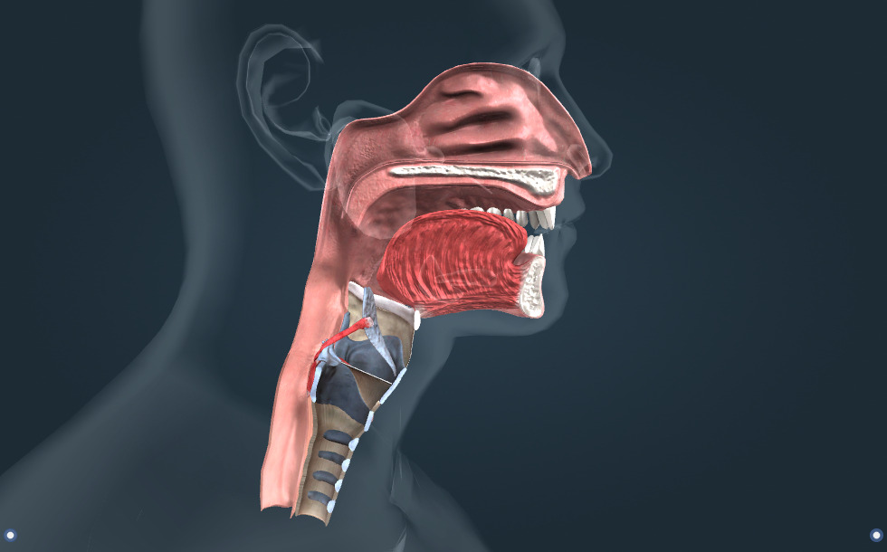 Usna duplja, ždrelo i jednjak - 3D model - Mozaik digitalno obrazovanje ...