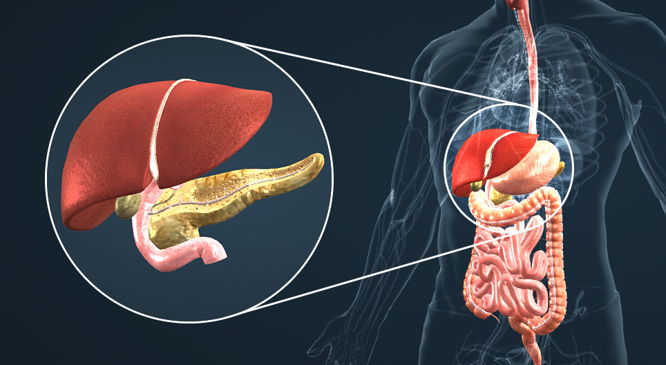 Glands connected to the duodenum - 3D model - Mozaik digitalno ...