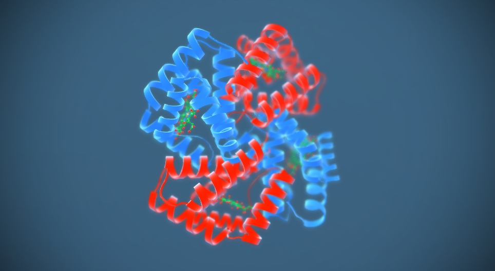 Hemoglobin - 3D model - Mozaik digitalno obrazovanje i učenje