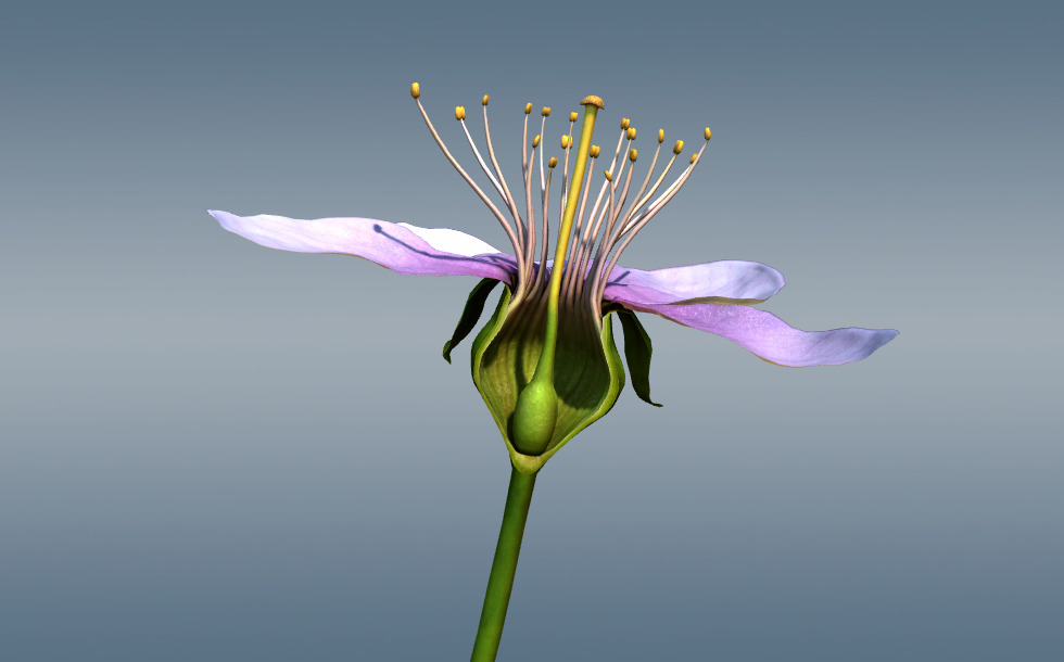 Cvet - 3D model - Mozaik digitalno obrazovanje i učenje