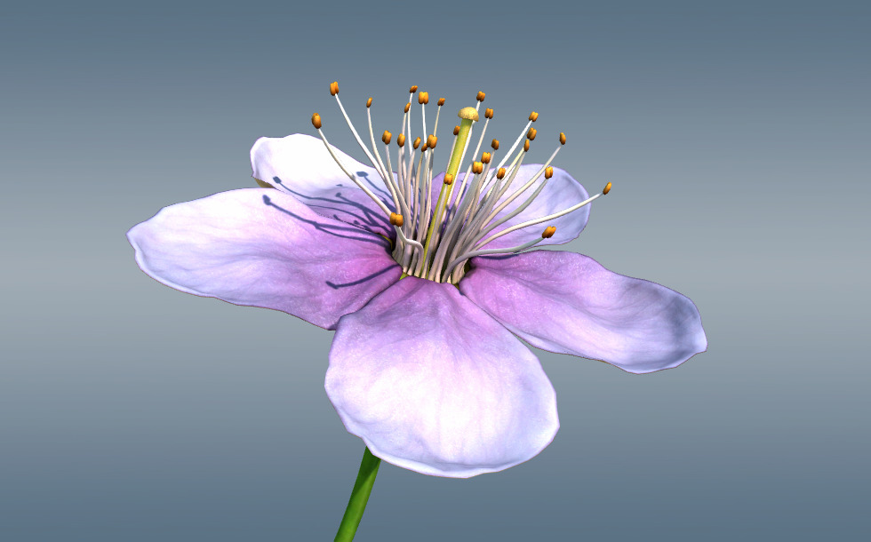 Cvet - 3D model - Mozaik digitalno obrazovanje i učenje