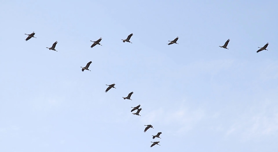 Migracije životinja - video - Mozaik digitalno obrazovanje i učenje