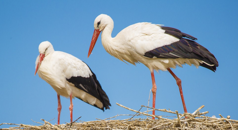Bela roda - video - Mozaik digitalno obrazovanje i učenje