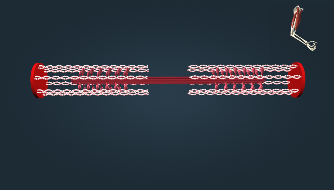 Skelettmuskulaturens struktur - 3D-scen - Mozaik Digital utbildning och ...
