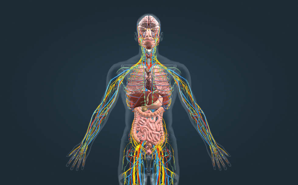 Munhåla, svalg och matstrupe - 3D-scen - Mozaik Digital utbildning och ...
