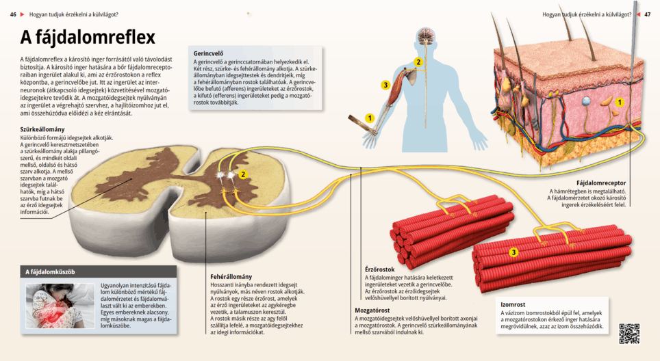 The Withdrawal Reflex - บทเรียนดิจิทัล - การศึกษาและการเรียนรู้ดิจิทัล ...