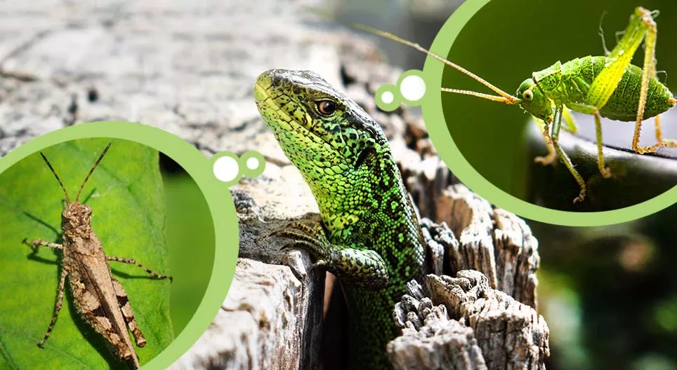 Insects vs. insectivores - บทเรียนดิจิทัล - การศึกษาและการเรียนรู้ ...