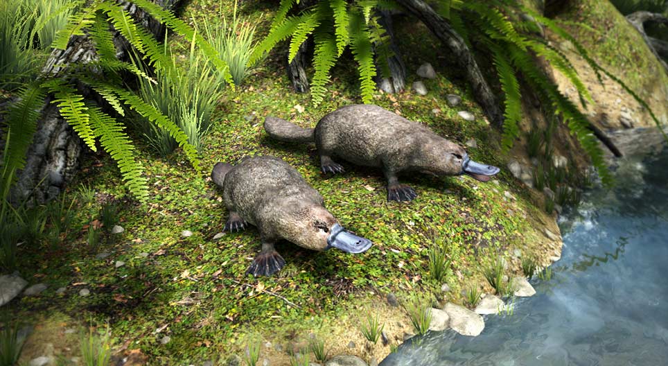 Platypus - สื่อ 3D - การศึกษาและการเรียนรู้ดิจิทัลของ Mozaik