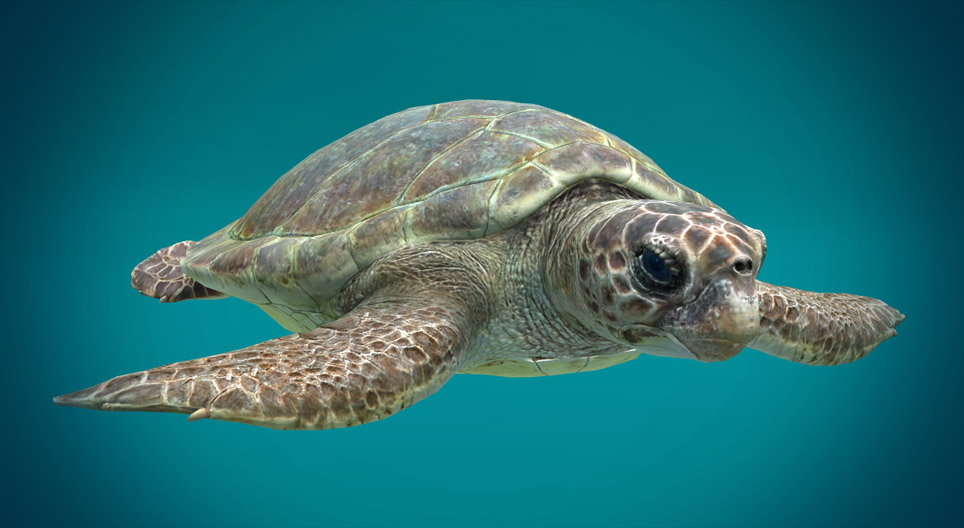Loggerhead sea turtle - สื่อ 3D - การศึกษาและการเรียนรู้ดิจิทัลของ Mozaik