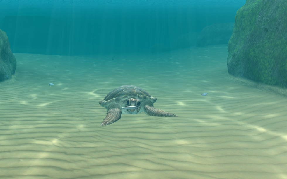Loggerhead sea turtle - สื่อ 3D - การศึกษาและการเรียนรู้ดิจิทัลของ Mozaik