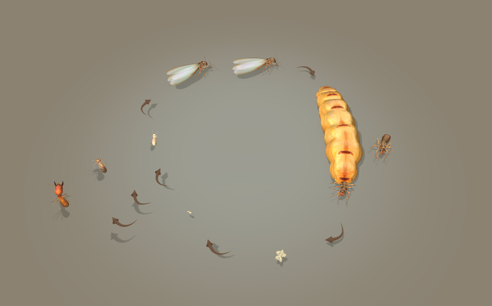 Termite mound - สื่อ 3D - การศึกษาและการเรียนรู้ดิจิทัลของ Mozaik