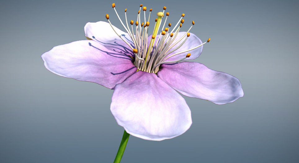 Flower - สื่อ 3D - การศึกษาและการเรียนรู้ดิจิทัลของ Mozaik