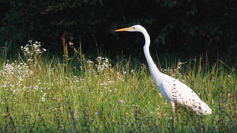 A Kis-Balaton - วิดีโอ - การศึกษาและการเรียนรู้ดิจิทัลของ Mozaik