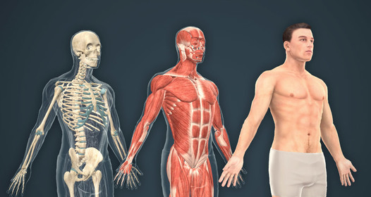 Biology Pictures Human Body