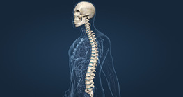 Human body (male) - 3D scene - Mozaik Digital Education and Learning