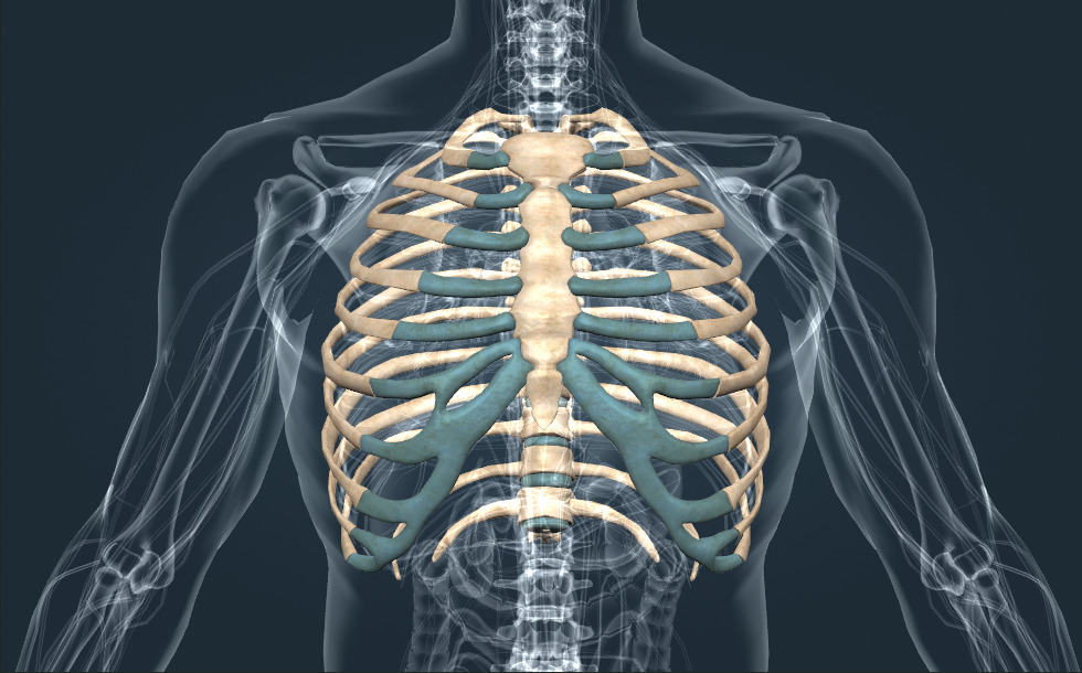 Göğüs Kafesindeki Kemikler - 3B görüntü - Mozaik Dijital Eğitim ve Öğrenme